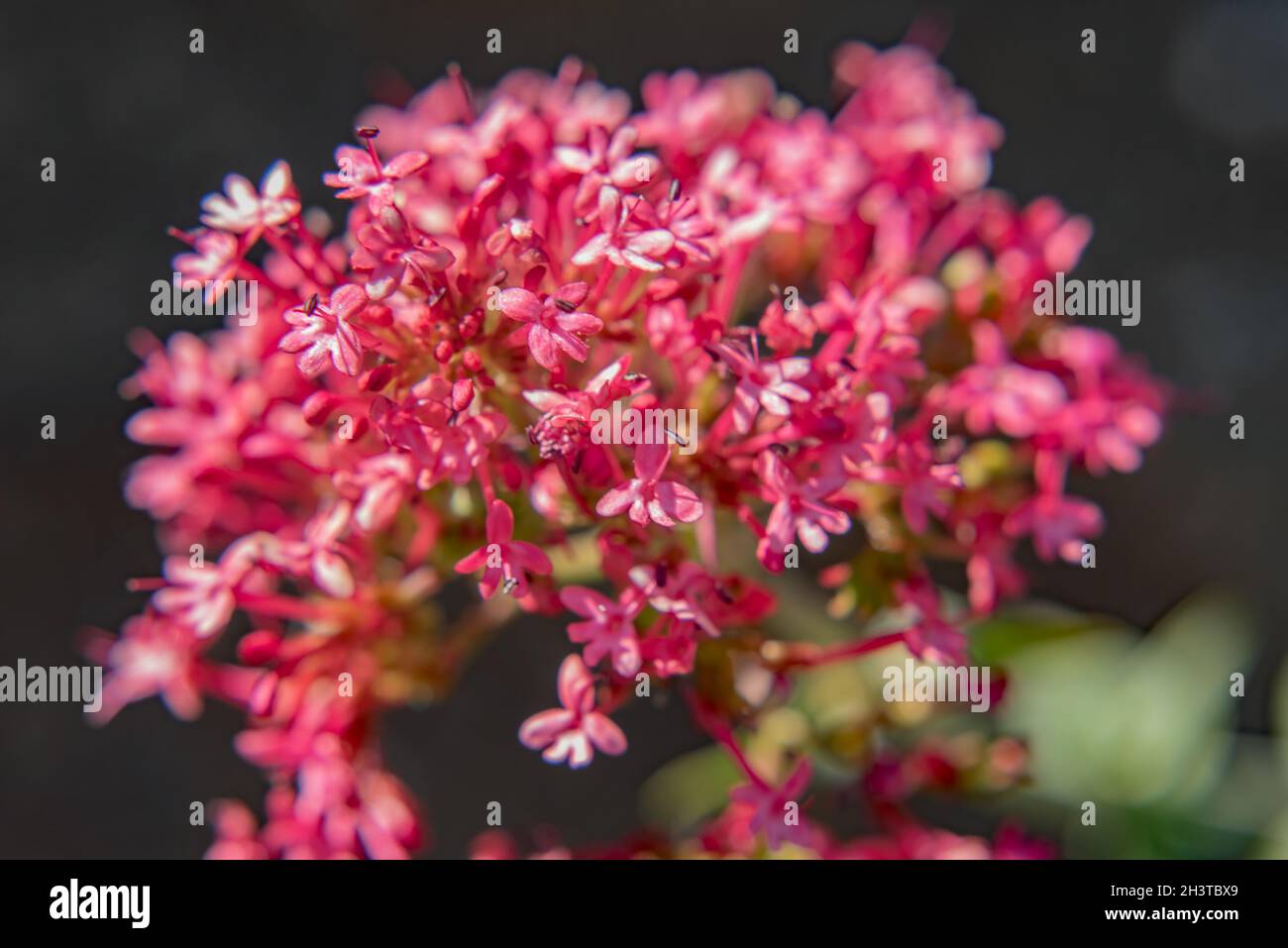 Spurflower root hi-res stock photography and images - Alamy