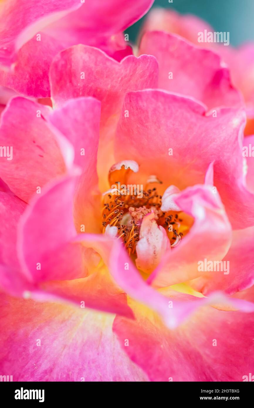 Soft focus pink rose flower hi-res stock photography and images - Alamy