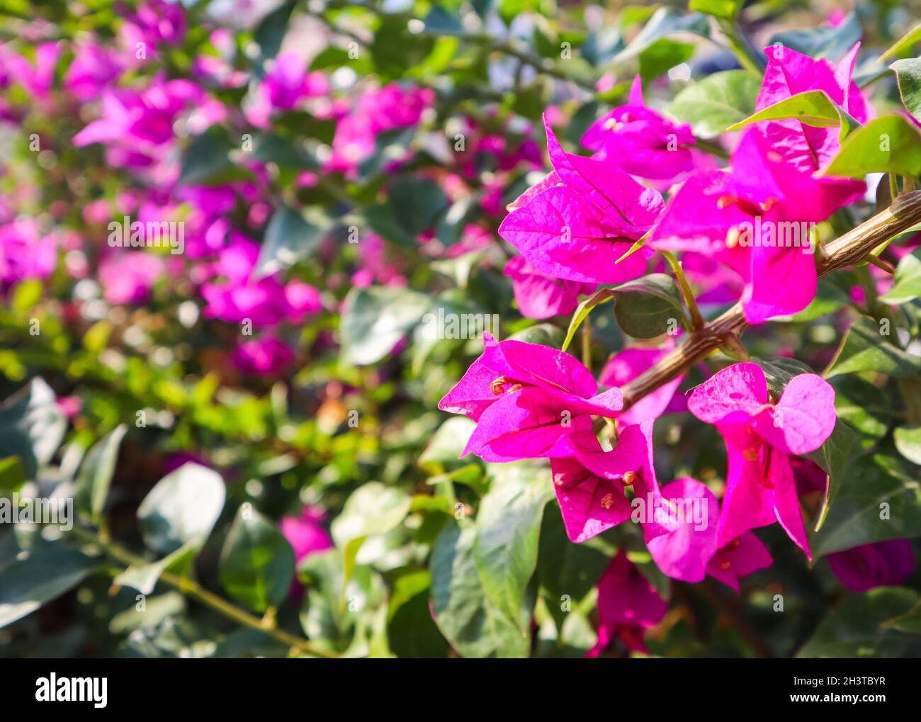 Begonville hi-res stock photography and images - Alamy