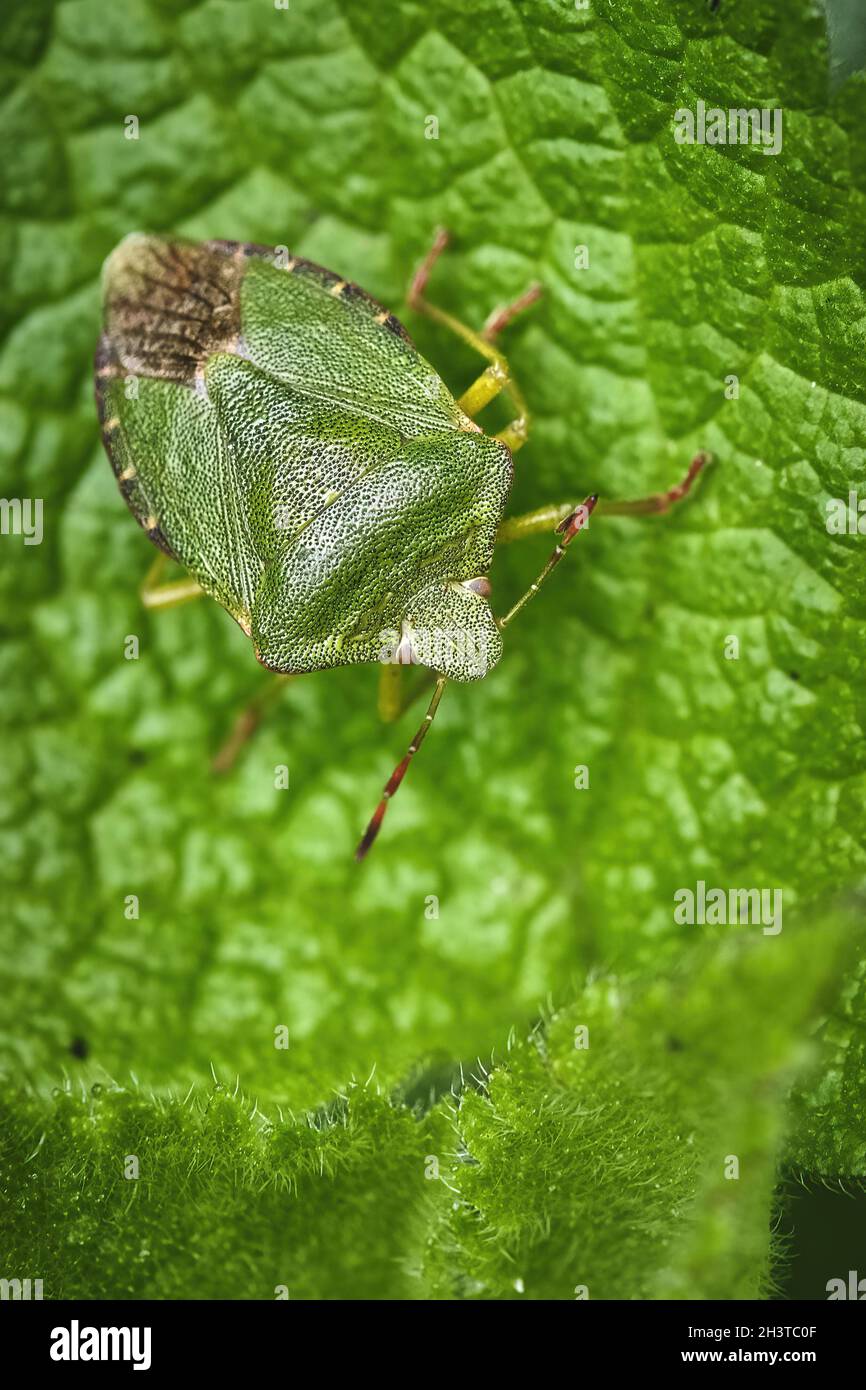Green stink bug nymphs (Palomena prasina Stock Photo - Alamy