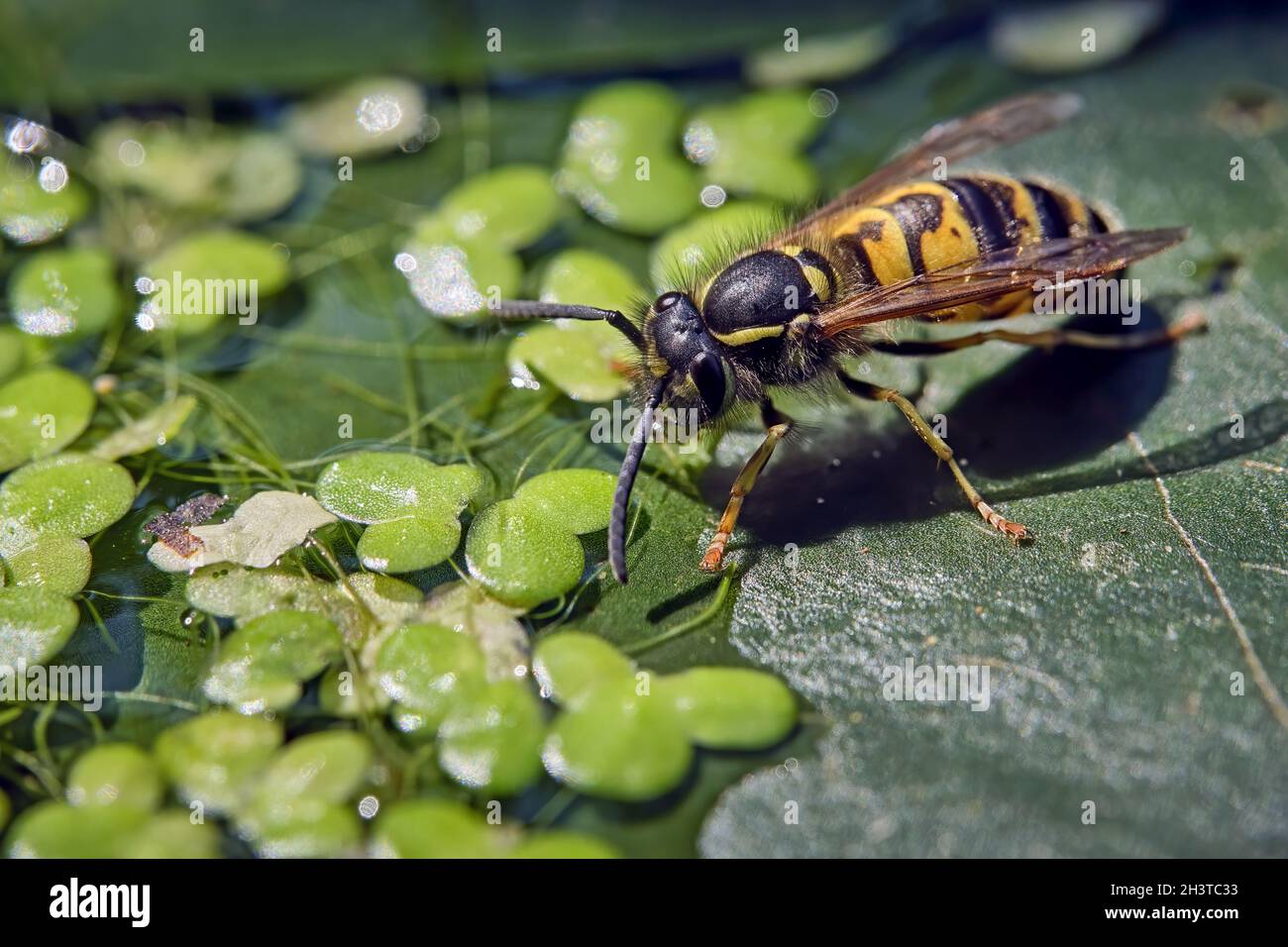 Common wasp (Vespula vulgaris Stock Photo - Alamy