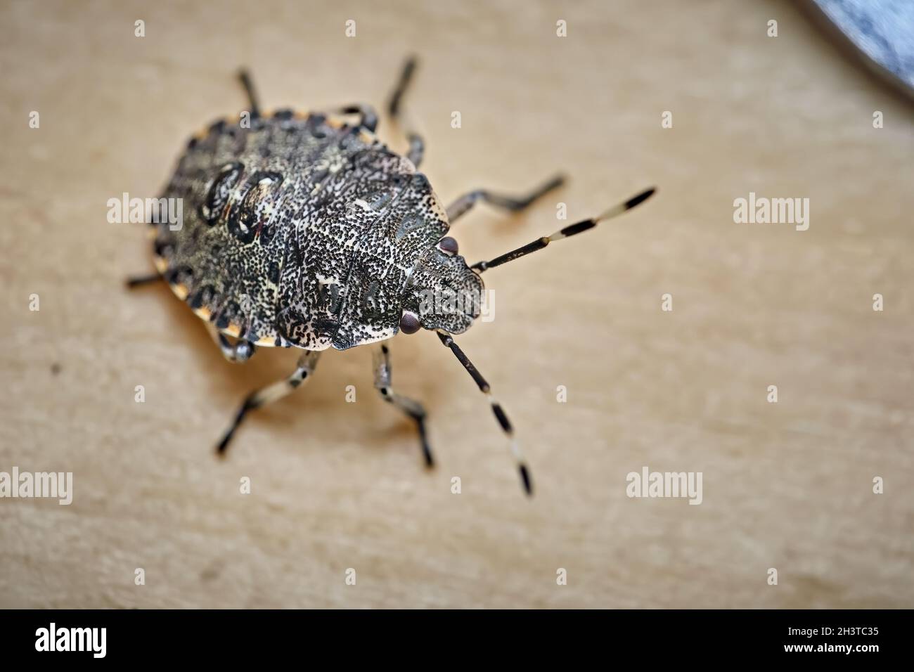 Gray garden bug (Rhaphigaster nebulosa Stock Photo - Alamy