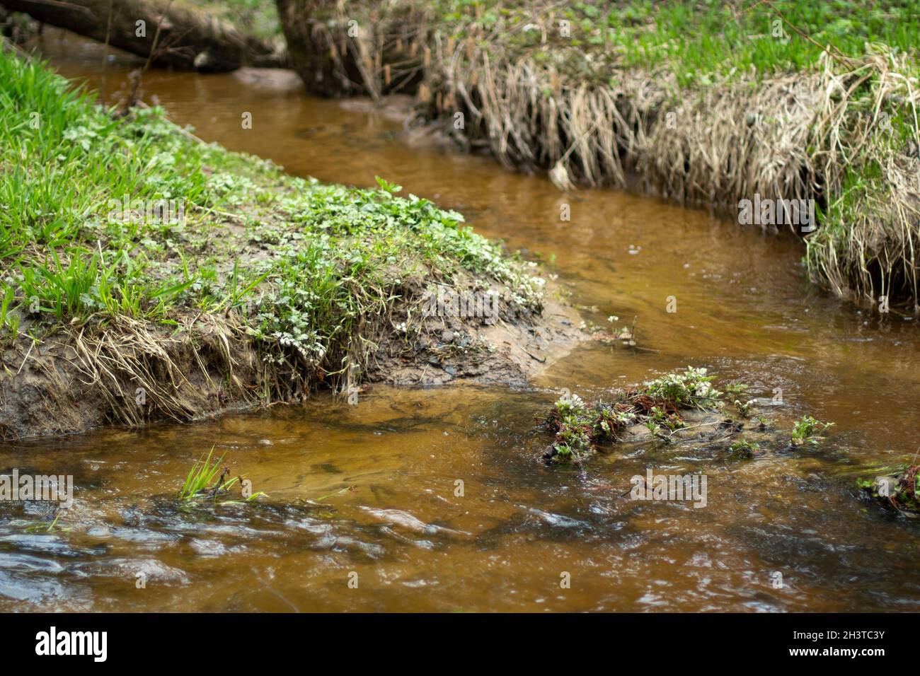A stream in the forest. Fresh water flows through a natural channel ...