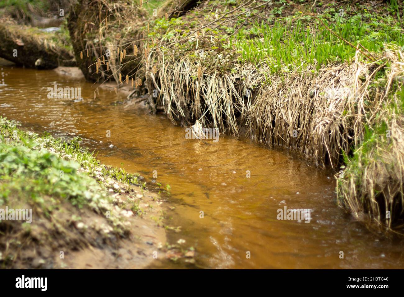 A stream in the forest. Fresh water flows through a natural channel ...