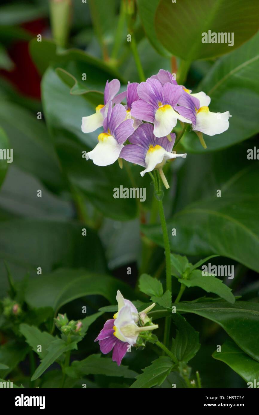 Elfenspiegelblueten hi-res stock photography and images - Alamy