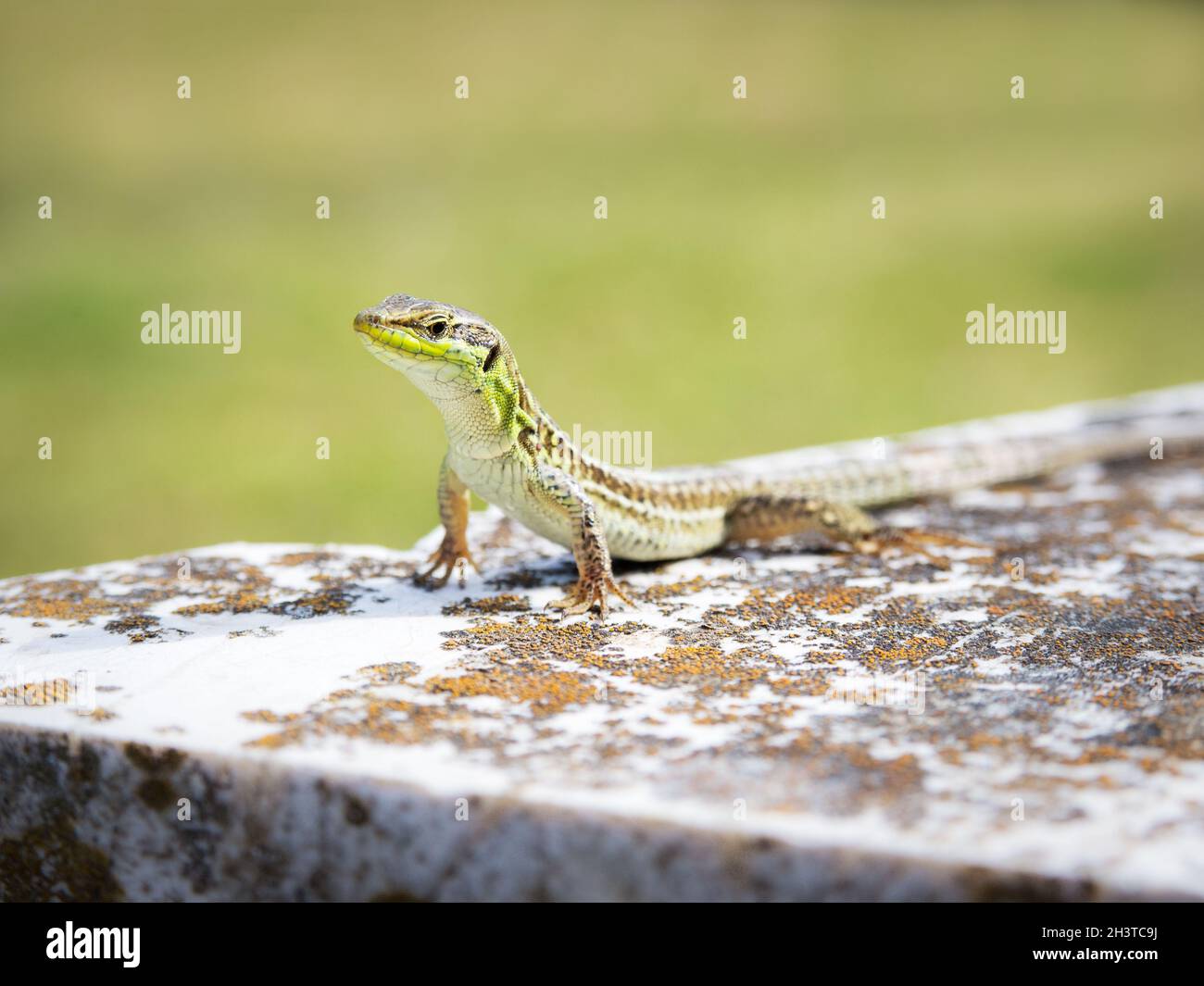 Prehistoric looking animal hi-res stock photography and images - Alamy