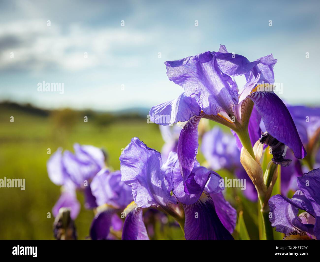 Lily in spring close hi-res stock photography and images - Alamy