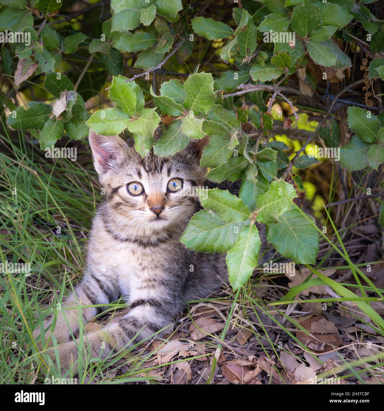 Kitten bush hi-res stock photography and images - Alamy