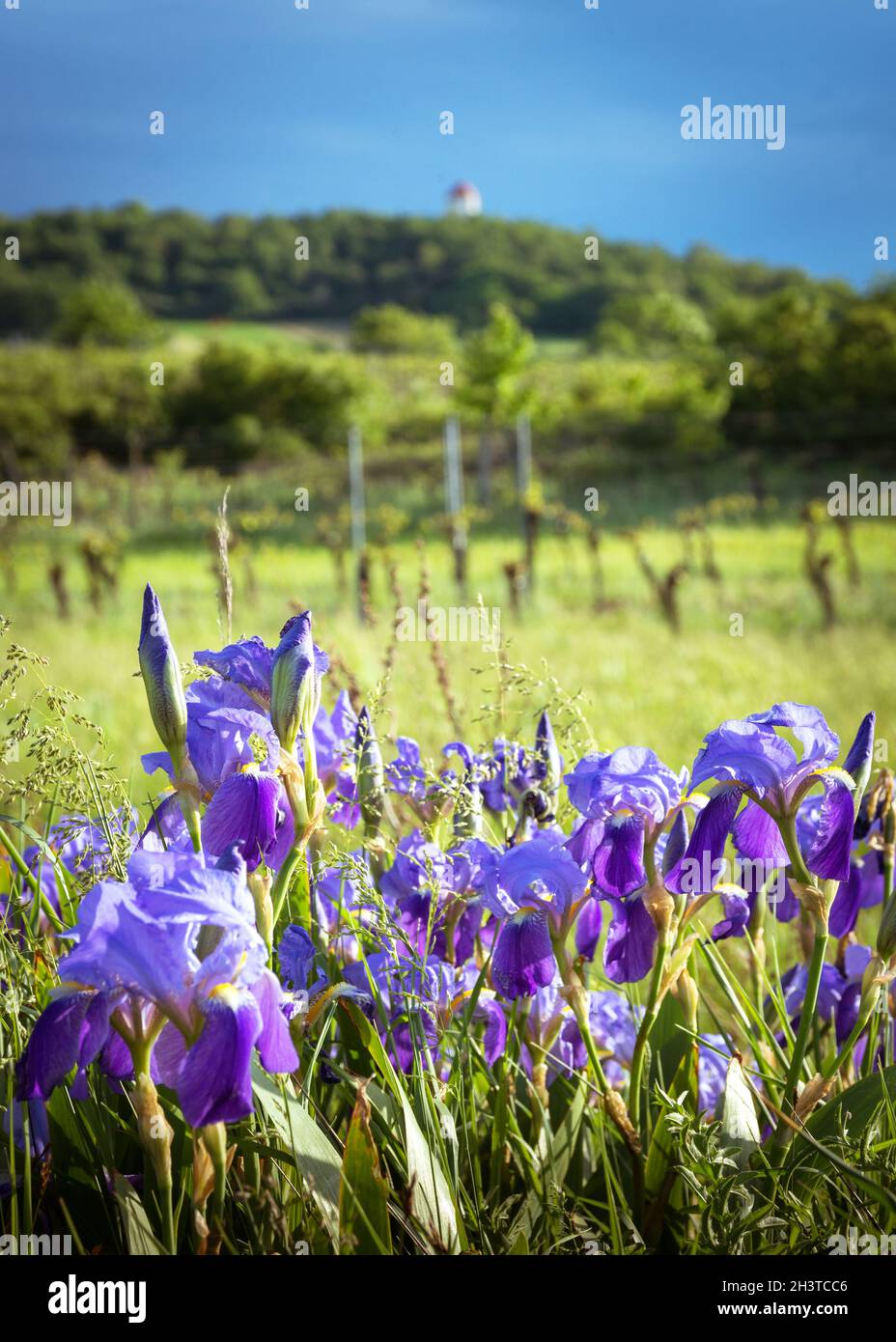 Sword lily iris in spring in Burgenland Stock Photo - Alamy