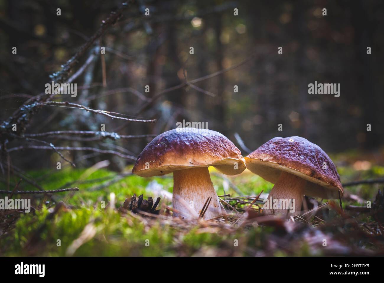 Two edible cep mushrooms grow in nature. Royal cep mushrooms food ...