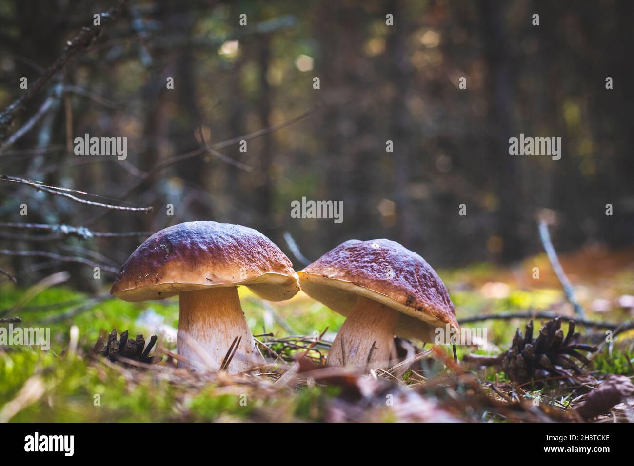 Two edible cep mushrooms grow in wood. Royal cep mushrooms food ...