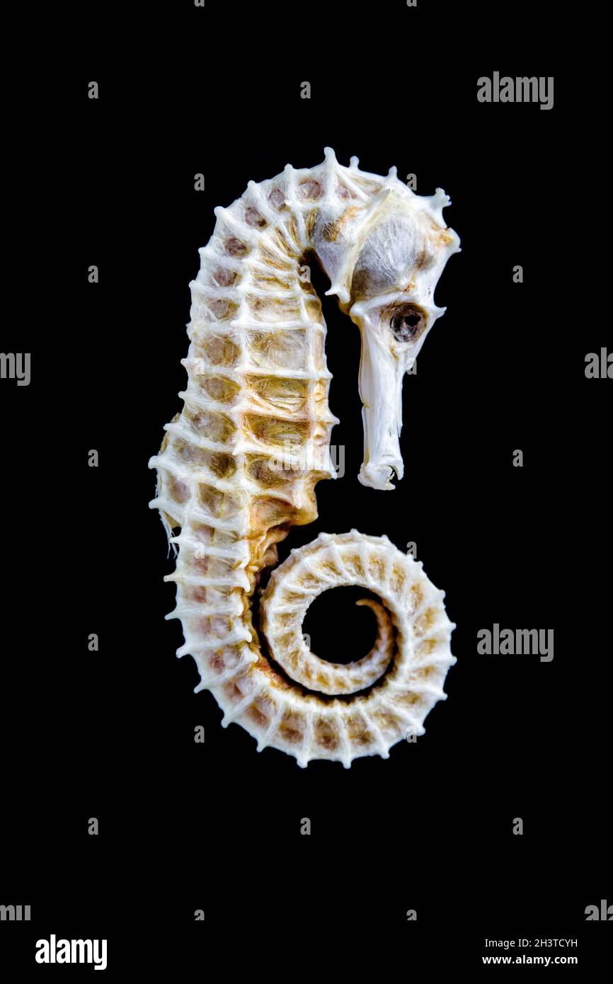 Dried seahorse skeleton on a black background Stock Photo - Alamy
