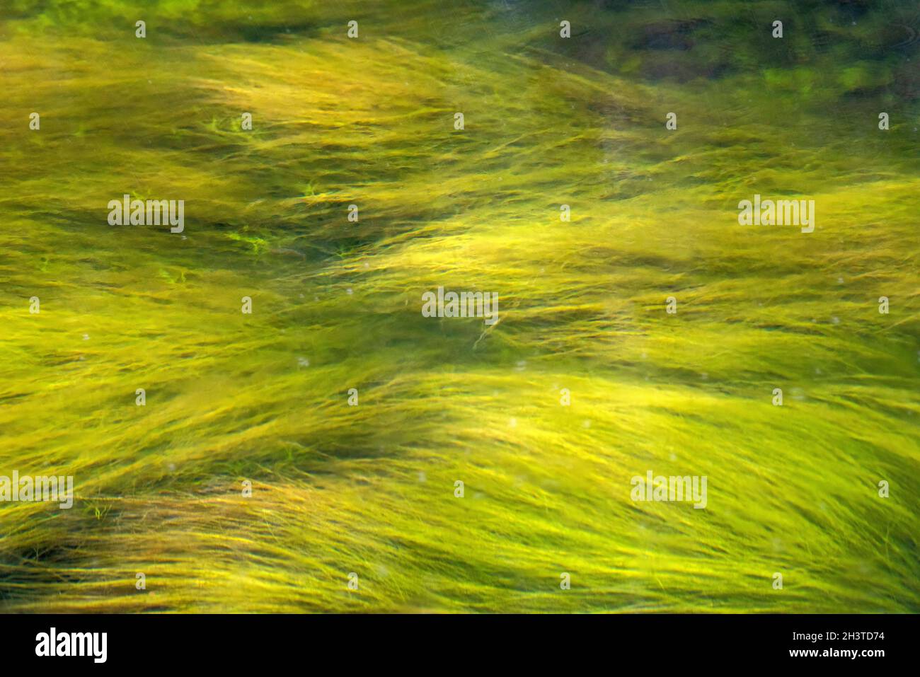 Grass beneath the surface of the water at Llyn Dinas, Gwynedd Snowdonia ...
