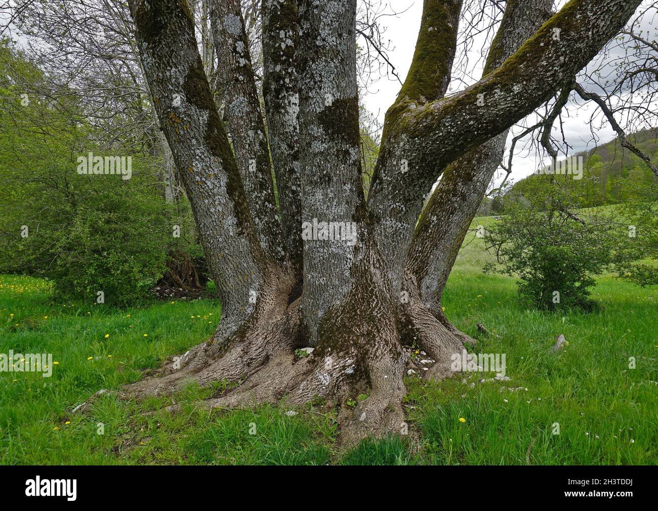 Multiple Stemmed Trees