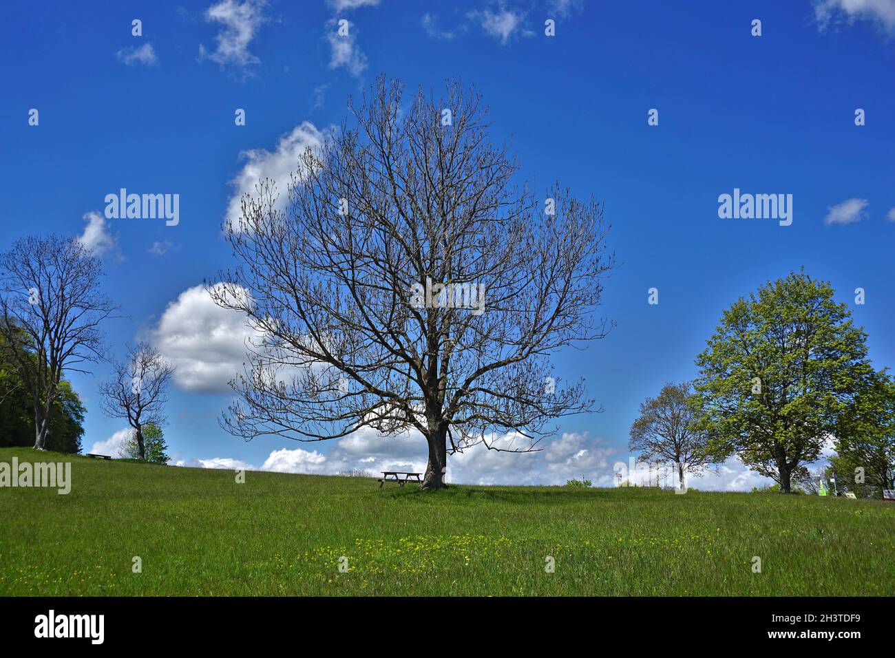 Gewa tree hi-res stock photography and images - Alamy