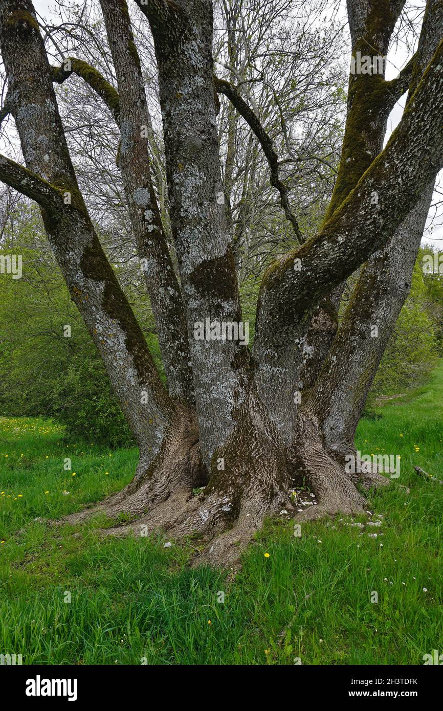 European ash, common ash, multi-stem ash Stock Photo - Alamy