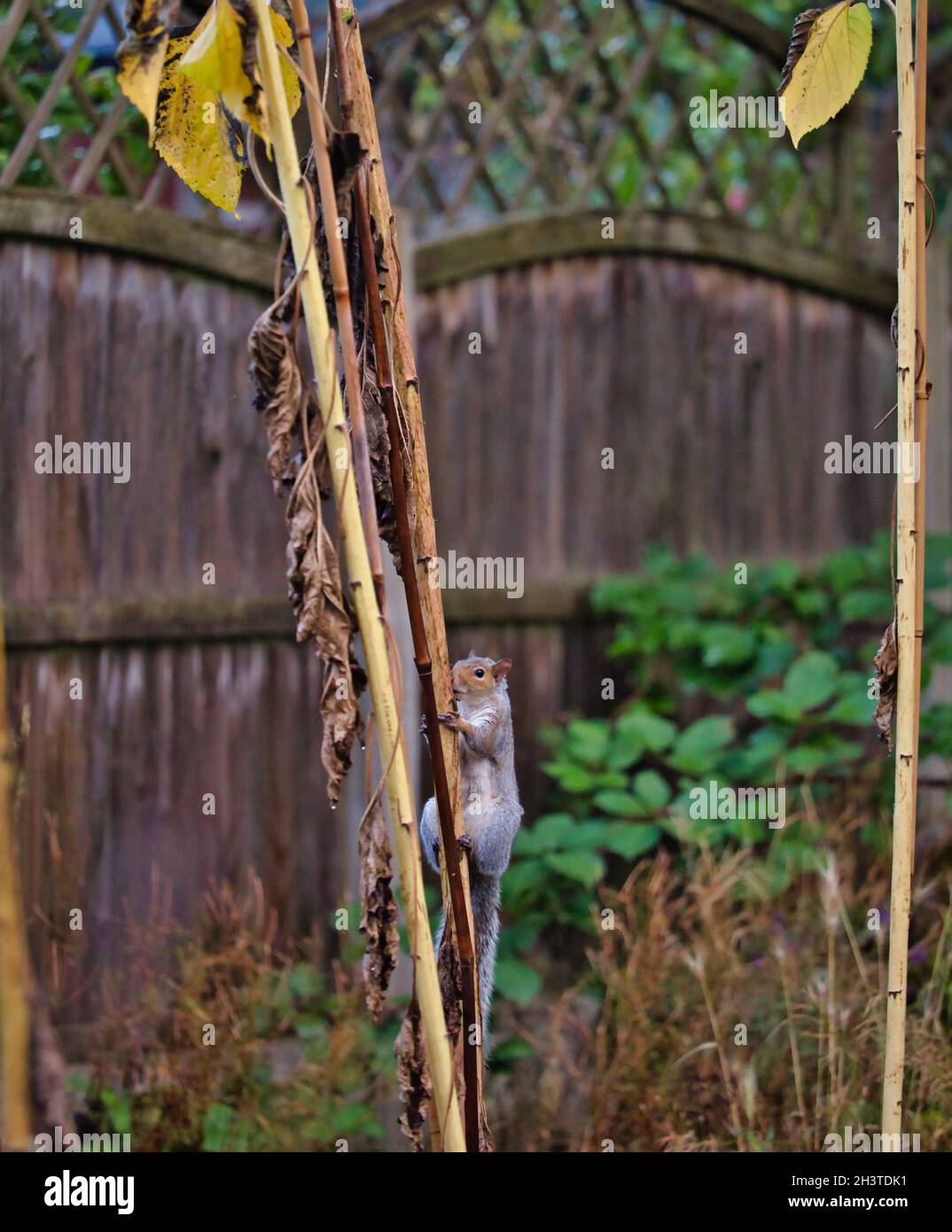 Eastern grey gray squirrel (Sciurus Carolinensis) climbing up stem of ...