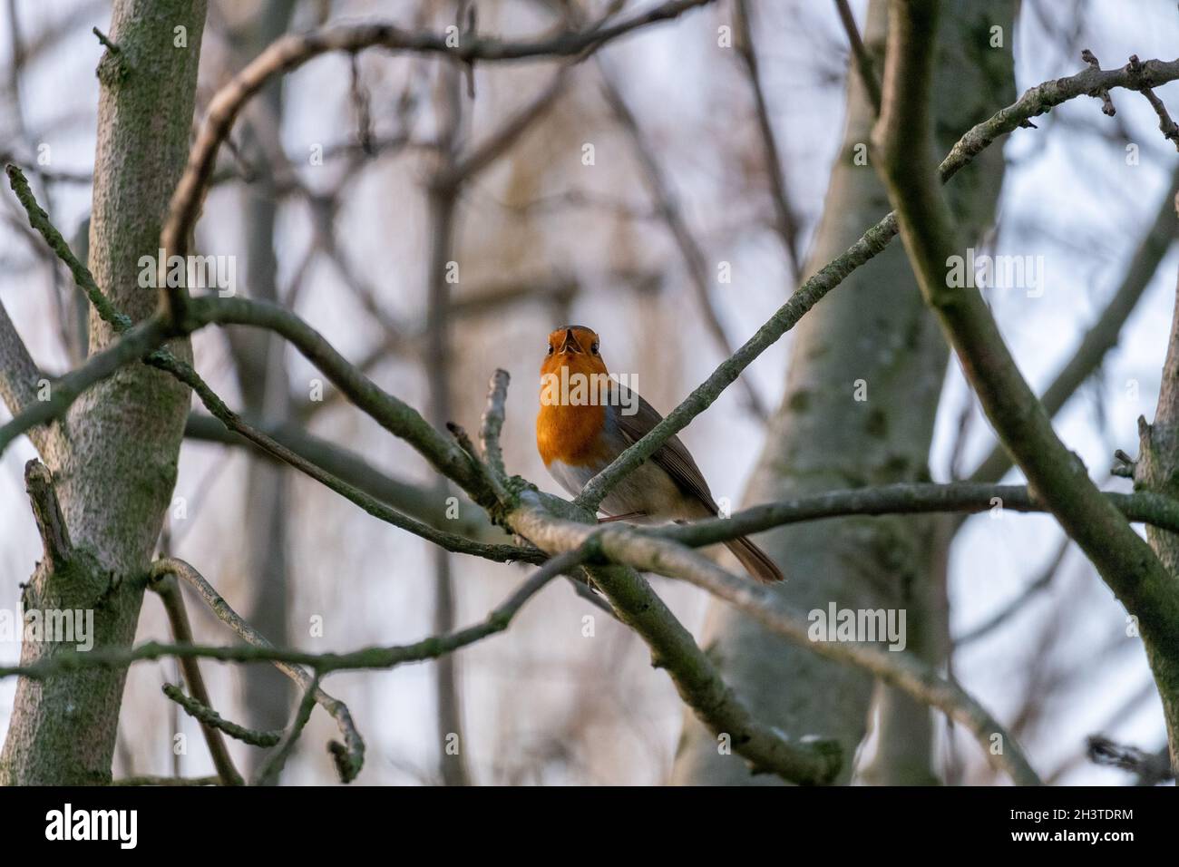 robin redbreast in a tree Stock Photo - Alamy