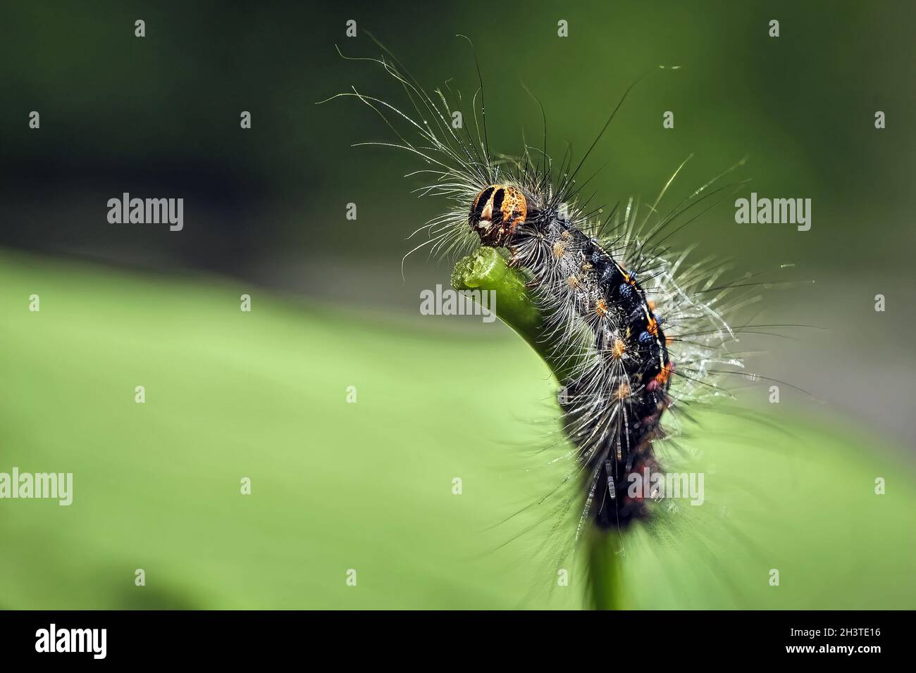 Macro gypsy moth caterpillar lymantria hi-res stock photography and ...