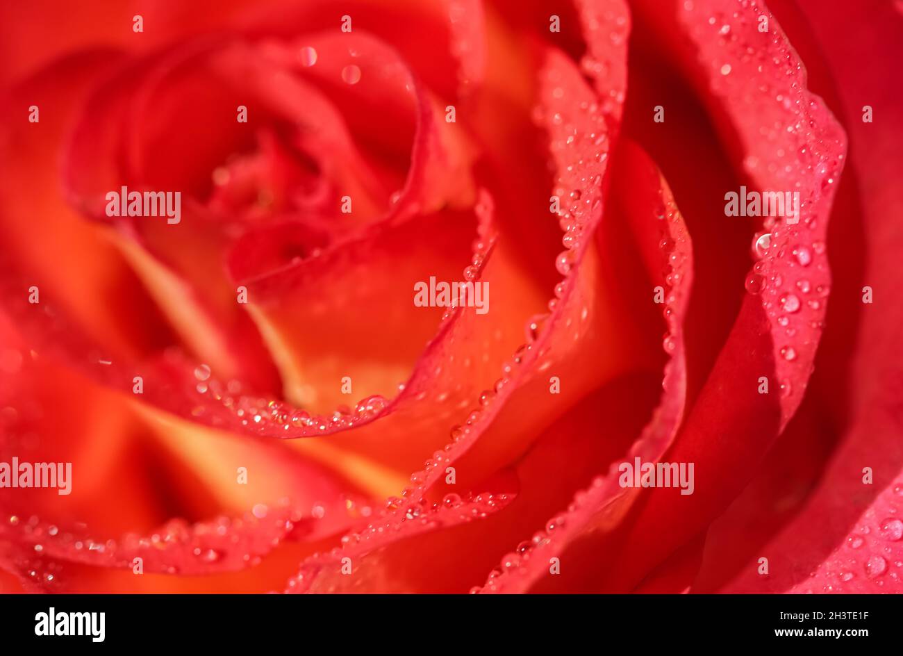 Soft focus, abstract floral background, red rose flower with water ...