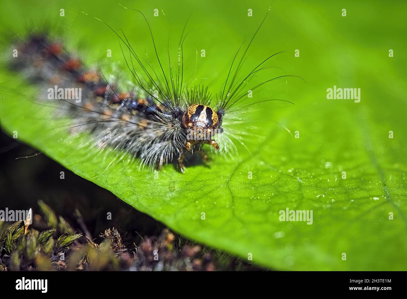 Gypsy moth caterpillar hi-res stock photography and images - Alamy
