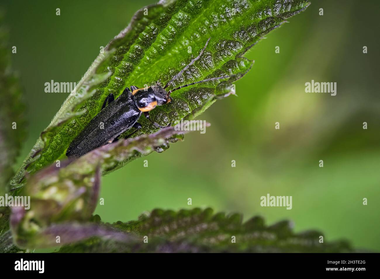 Soft beetle (Cantharis paradoxa Stock Photo - Alamy