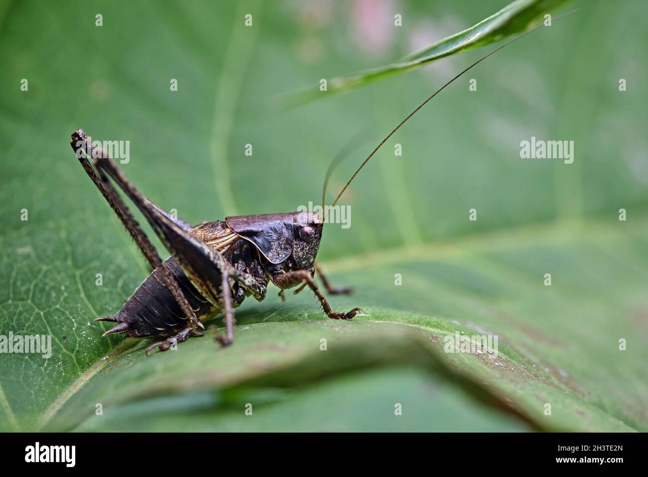 Common shrub insect (Pholidoptera griseoaptera Stock Photo - Alamy