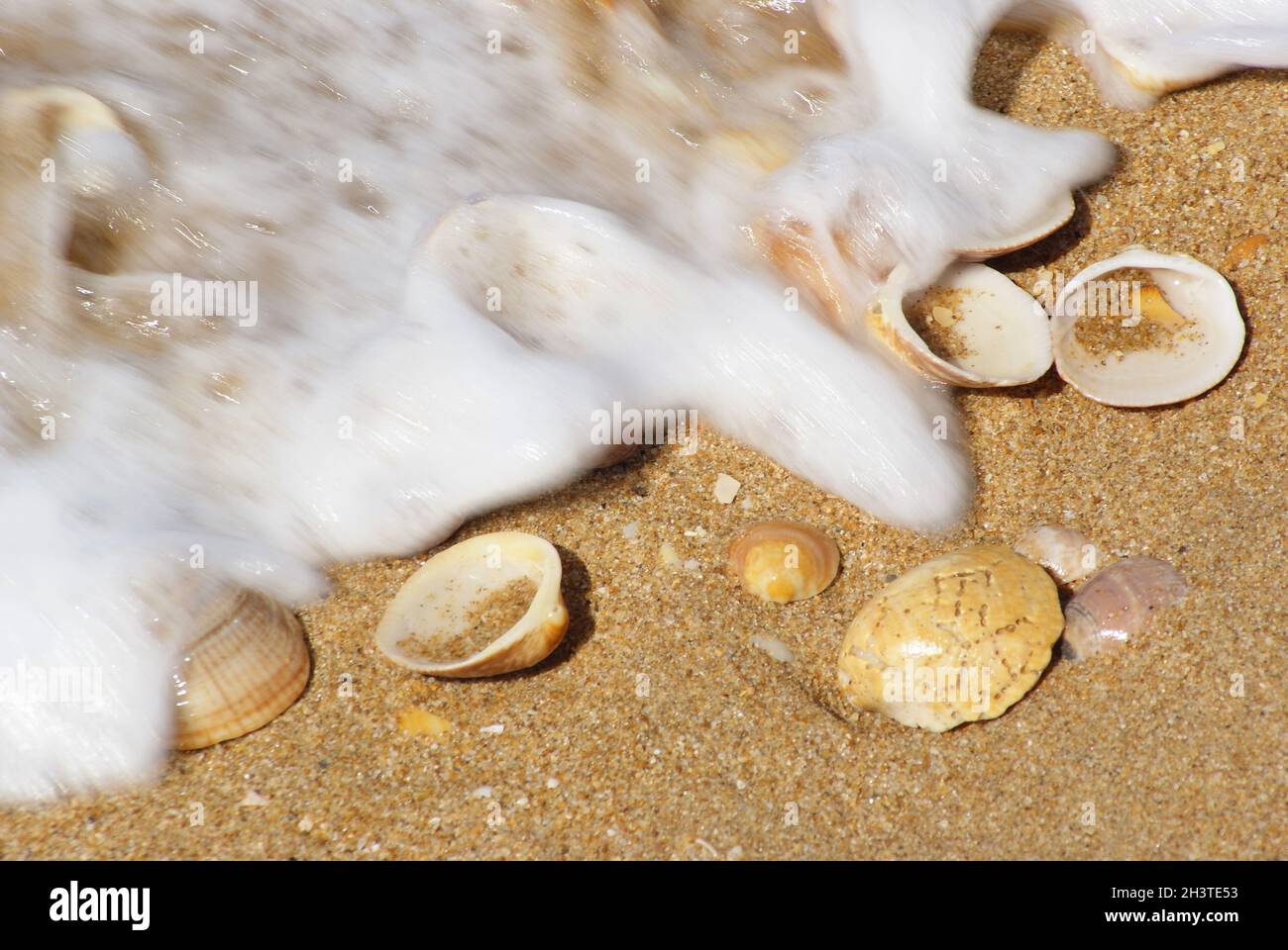 Beach with sand, water and shells Stock Photo - Alamy
