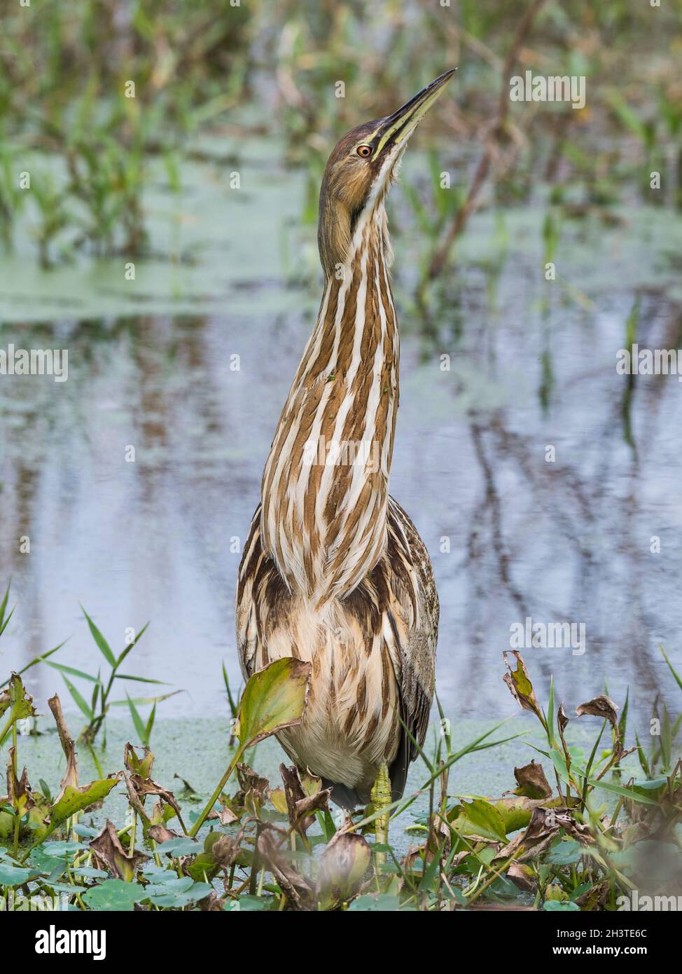 An American bittern with its long neck stretched out and the pattern of ...