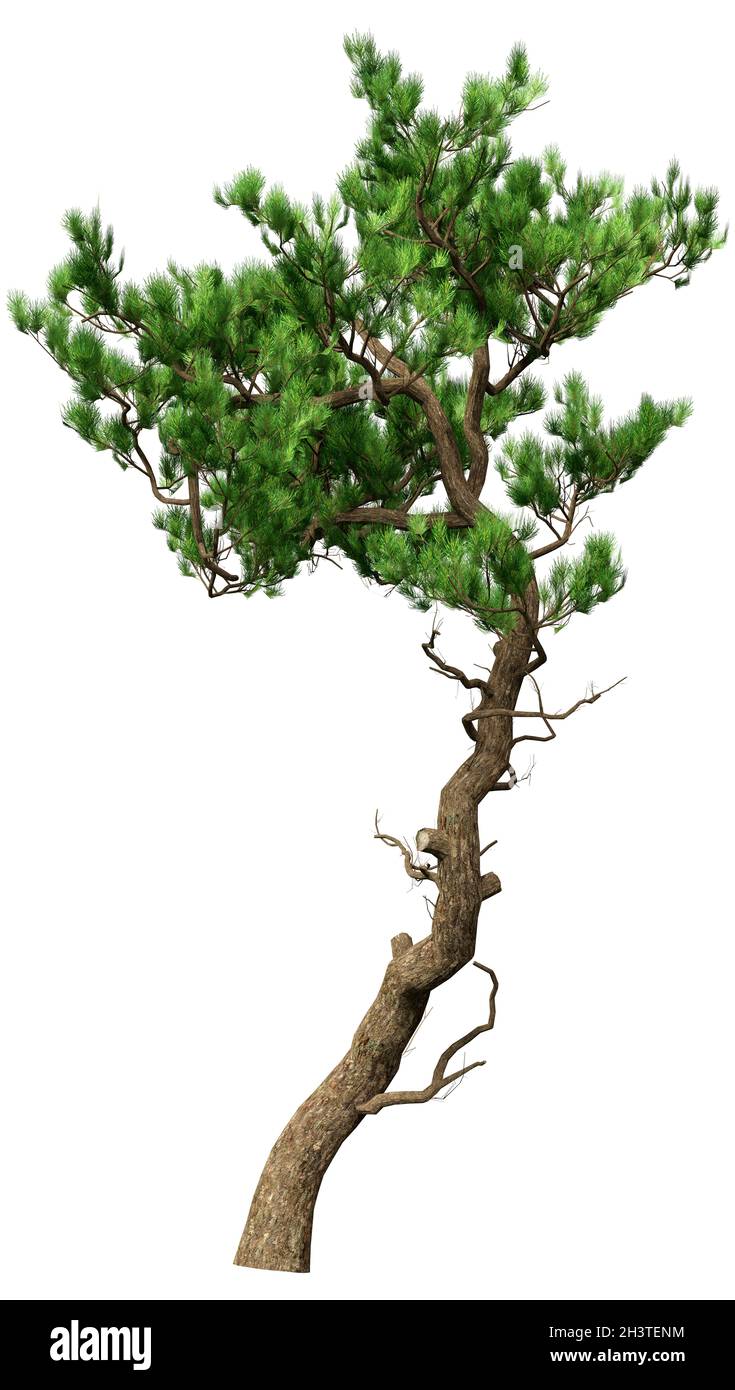 3D rendering of a pine tree isolated on white background Stock Photo ...