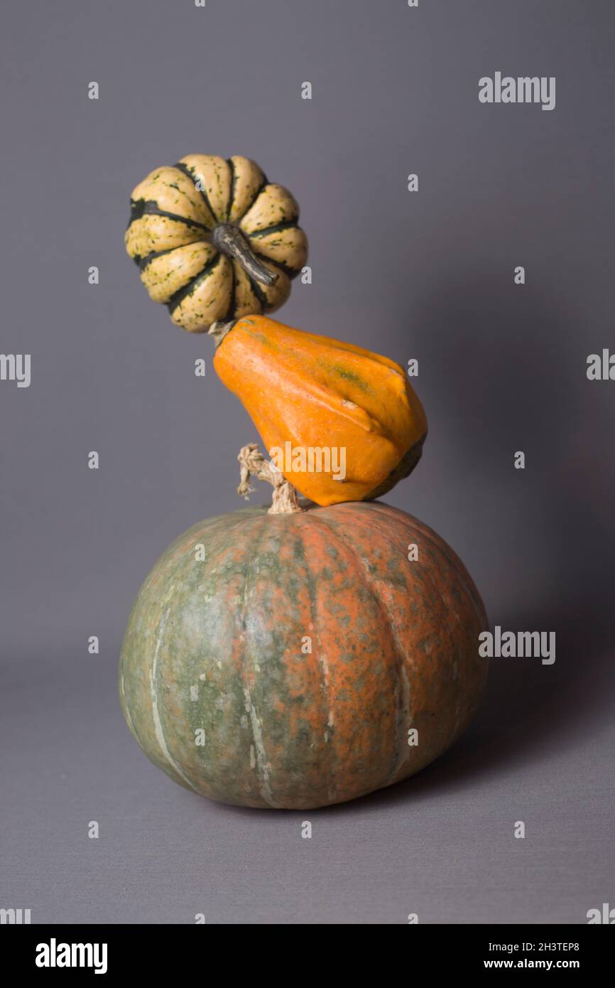 harvesting concept -three pumpkins balance isolated on gray background ...