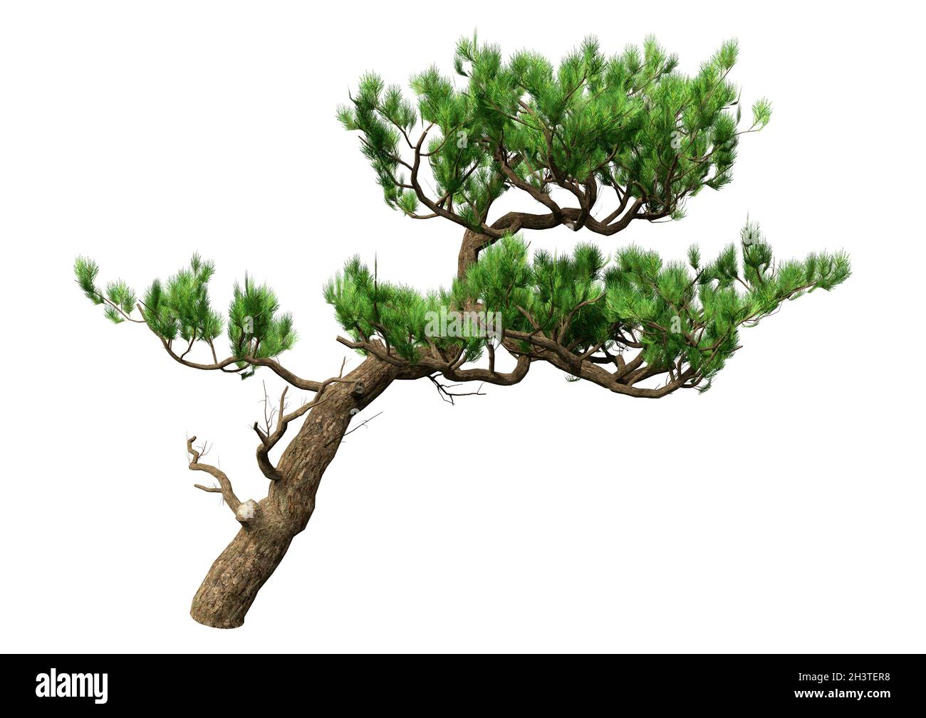 3D rendering of a green pine tree isolated on white background Stock ...
