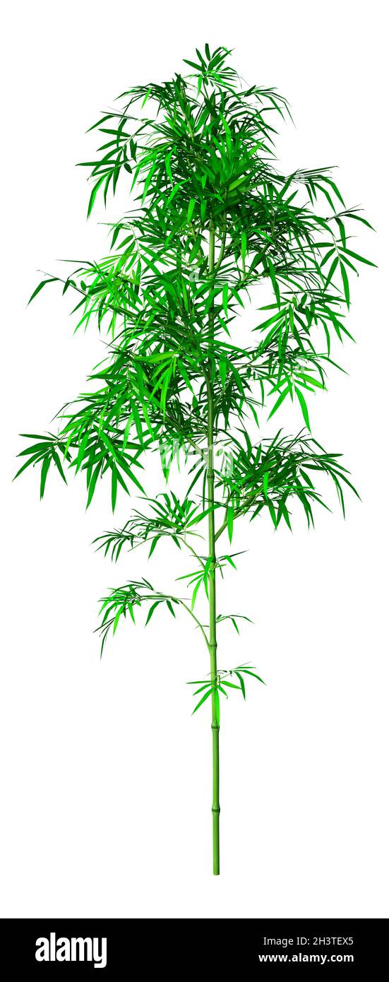 3D rendering of a green bamboo tree isolated on white background Stock ...