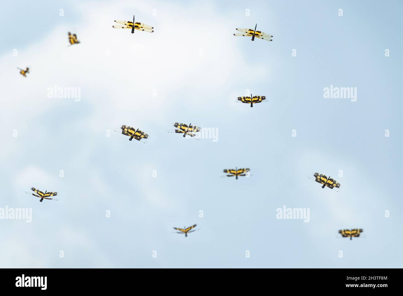 Halloween pennant dragonfly flying Stock Photo - Alamy