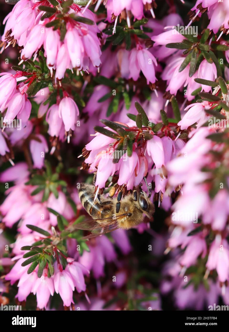 Pink Erica Carnea flowers (Winter Hit) and a working bee in a spring ...