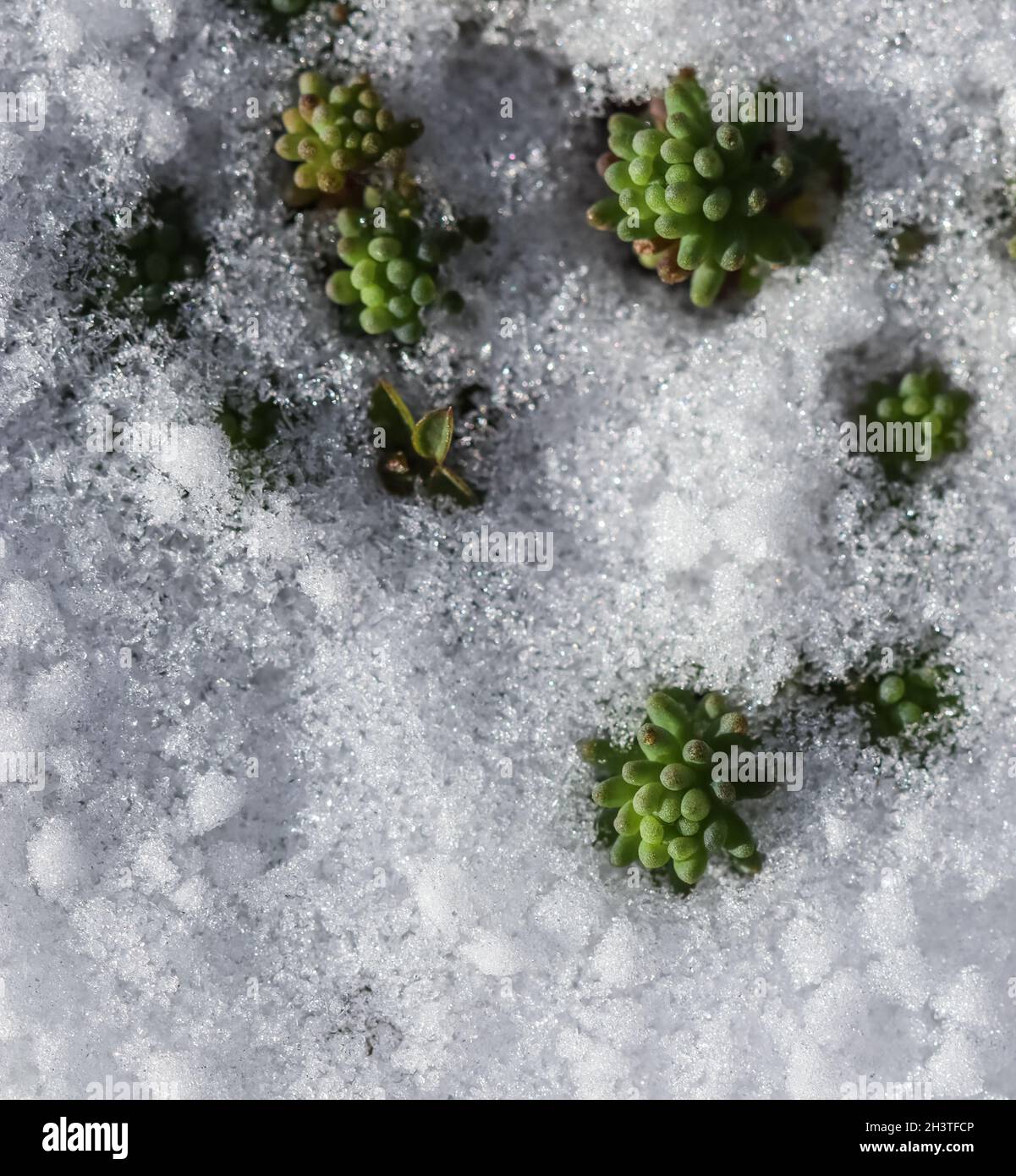 Texture of fresh snow and growing green plants. Natural spring ...