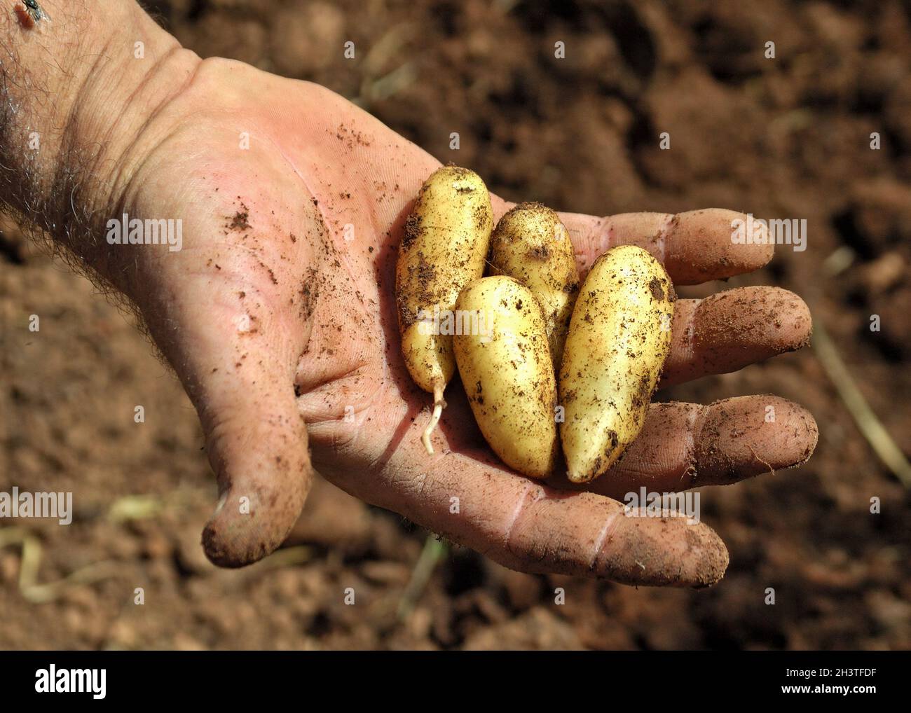Organic potatoes fresh from the earth Stock Photo - Alamy