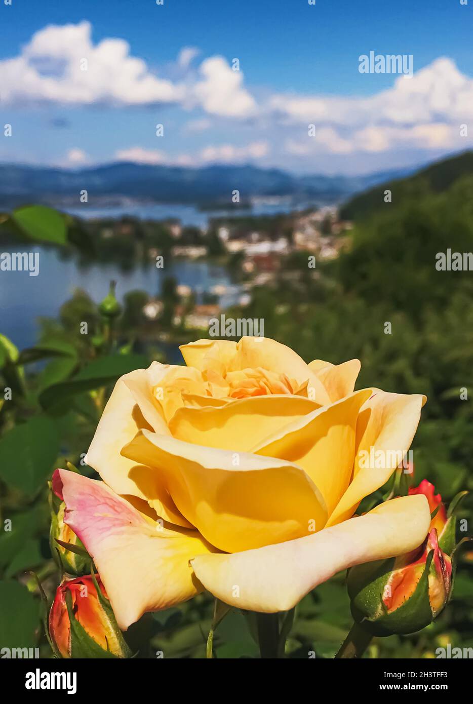 Beautiful rose flower in Swiss garden, lake, mountains and blue sky in ...