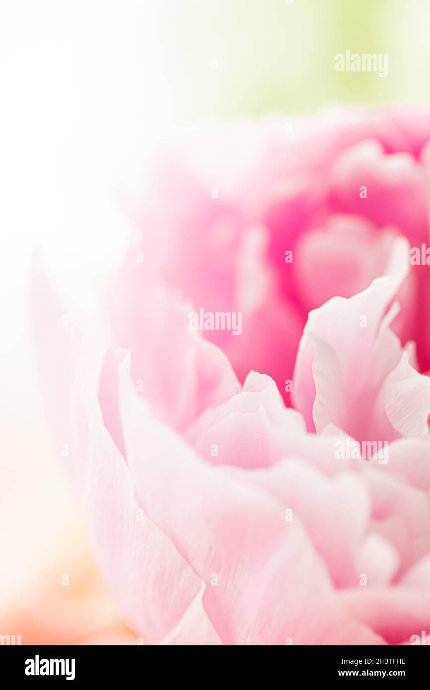Peony flower in a garden, floral beauty and botanical background for ...