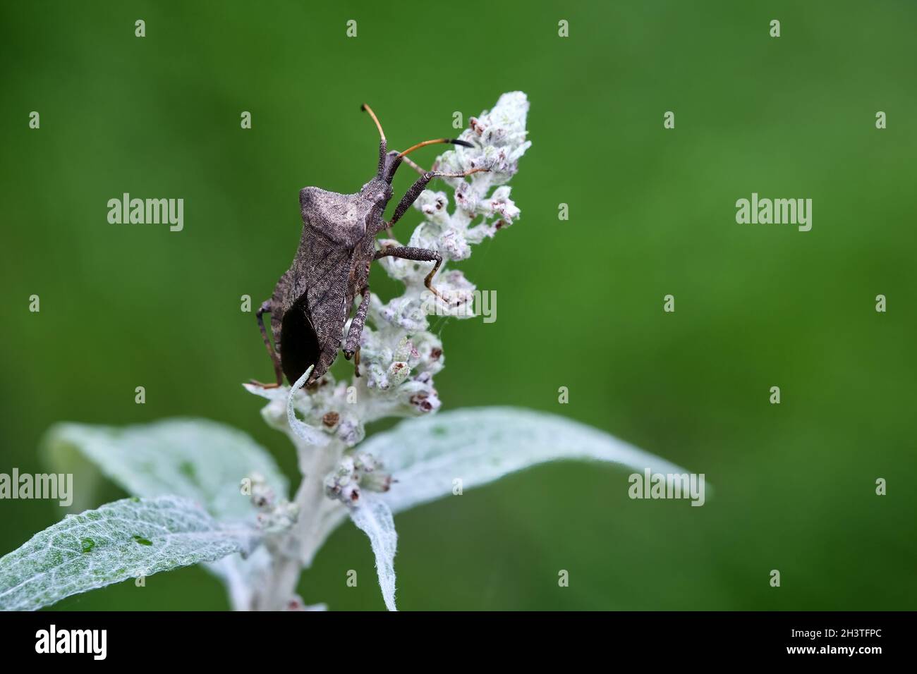 Leather bug (Coreus marginatus Stock Photo - Alamy