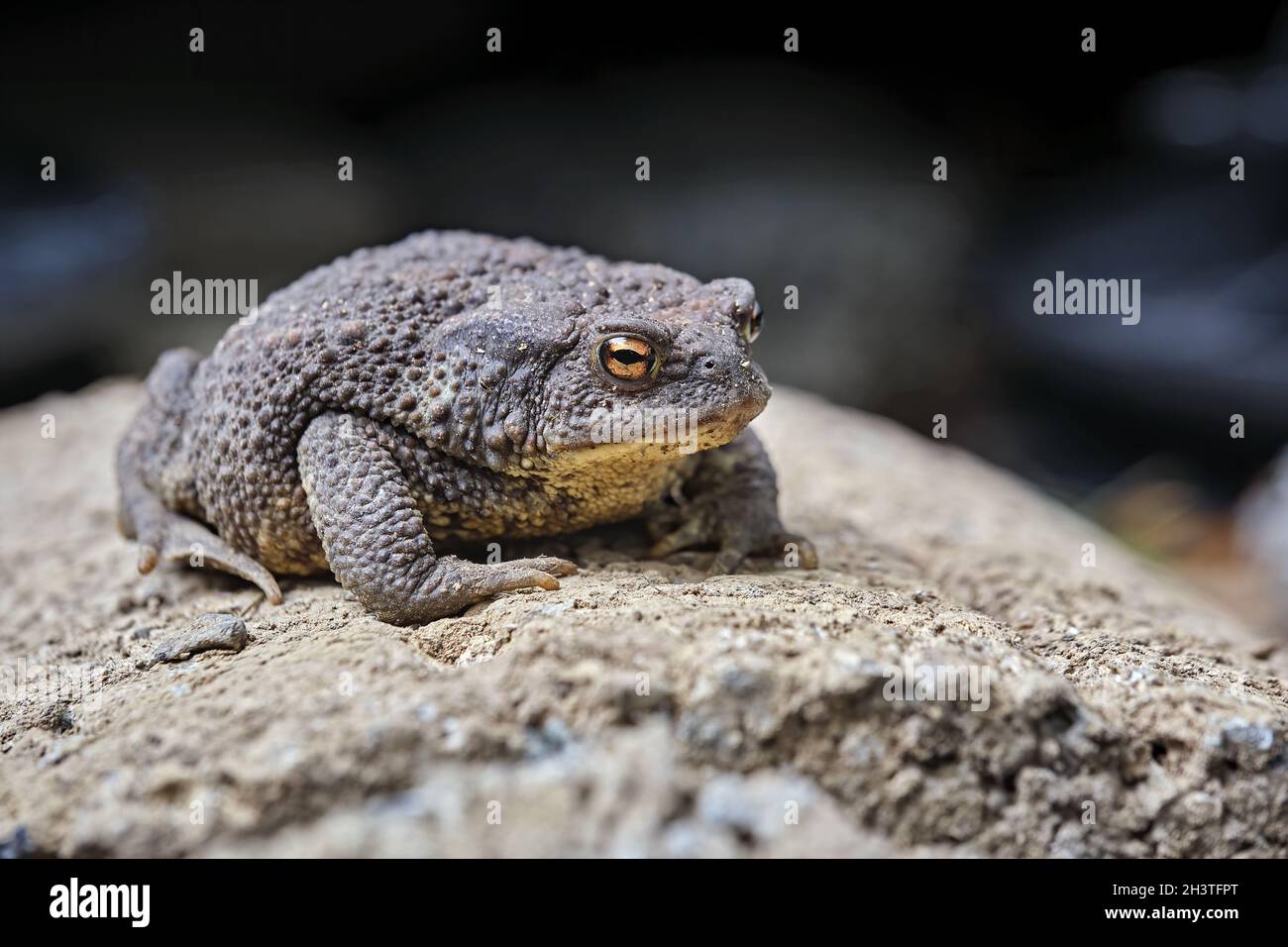 Common toad (Bufo bufo Stock Photo - Alamy