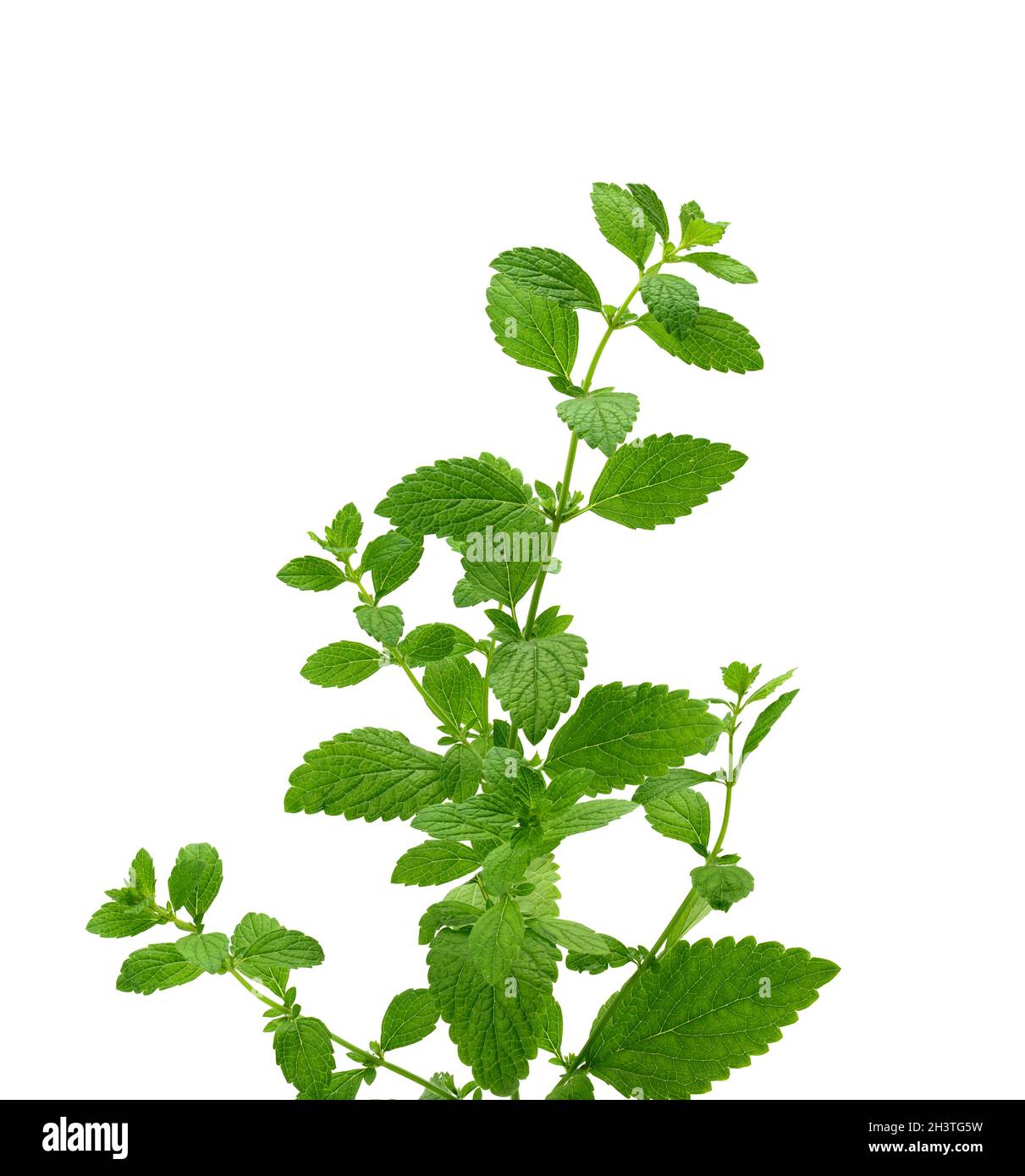 Green mint branch with leaves, aromatic seasoning for desserts and ...