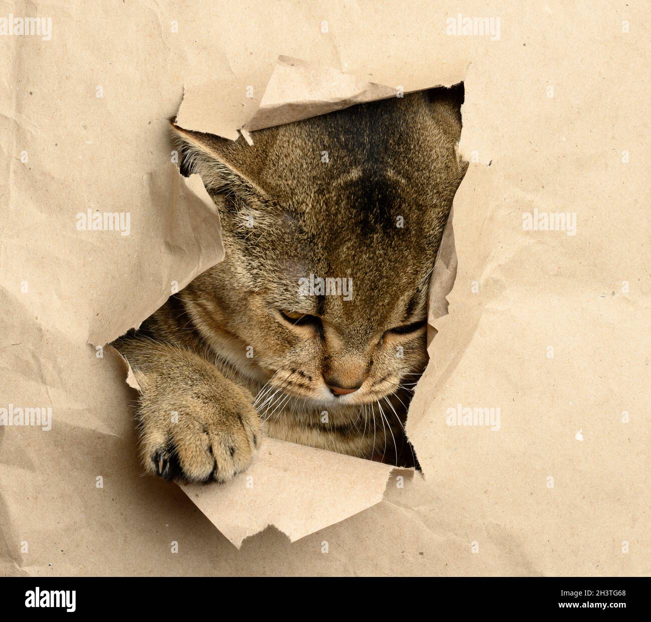 Domestic cat hole not illustration hi-res stock photography and images ...