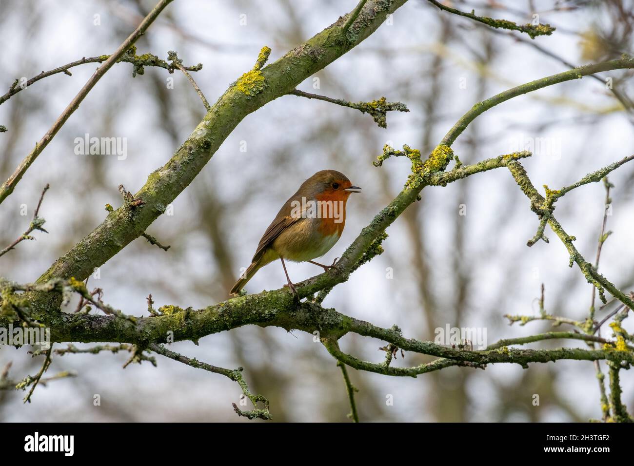 robin redbreast in a tree Stock Photo - Alamy