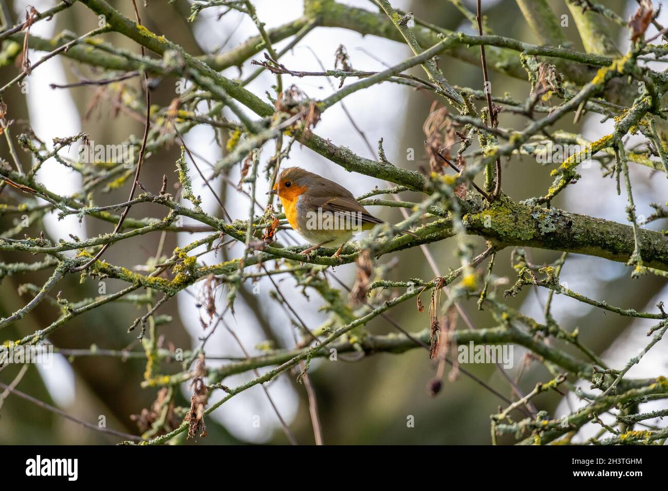 robin redbreast in a tree Stock Photo - Alamy