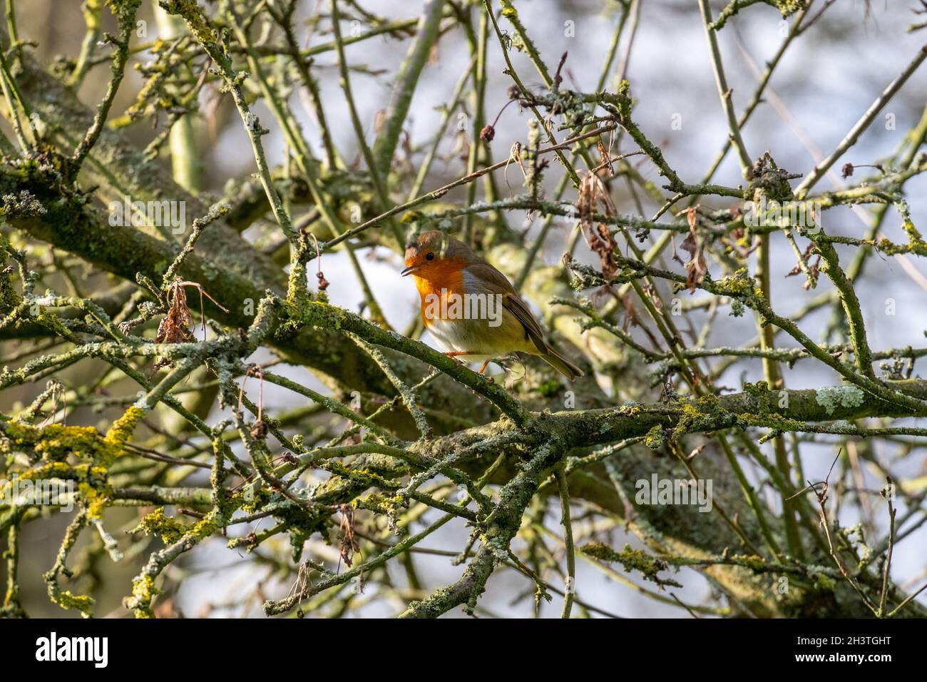 robin redbreast in a tree Stock Photo - Alamy