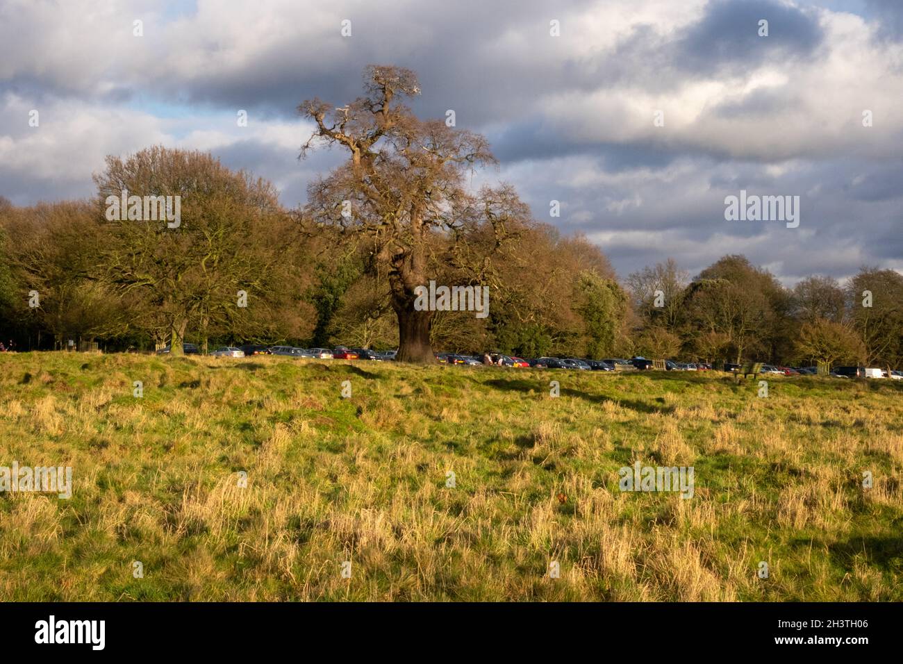 autumn leaves fallen russet golden Stock Photo - Alamy
