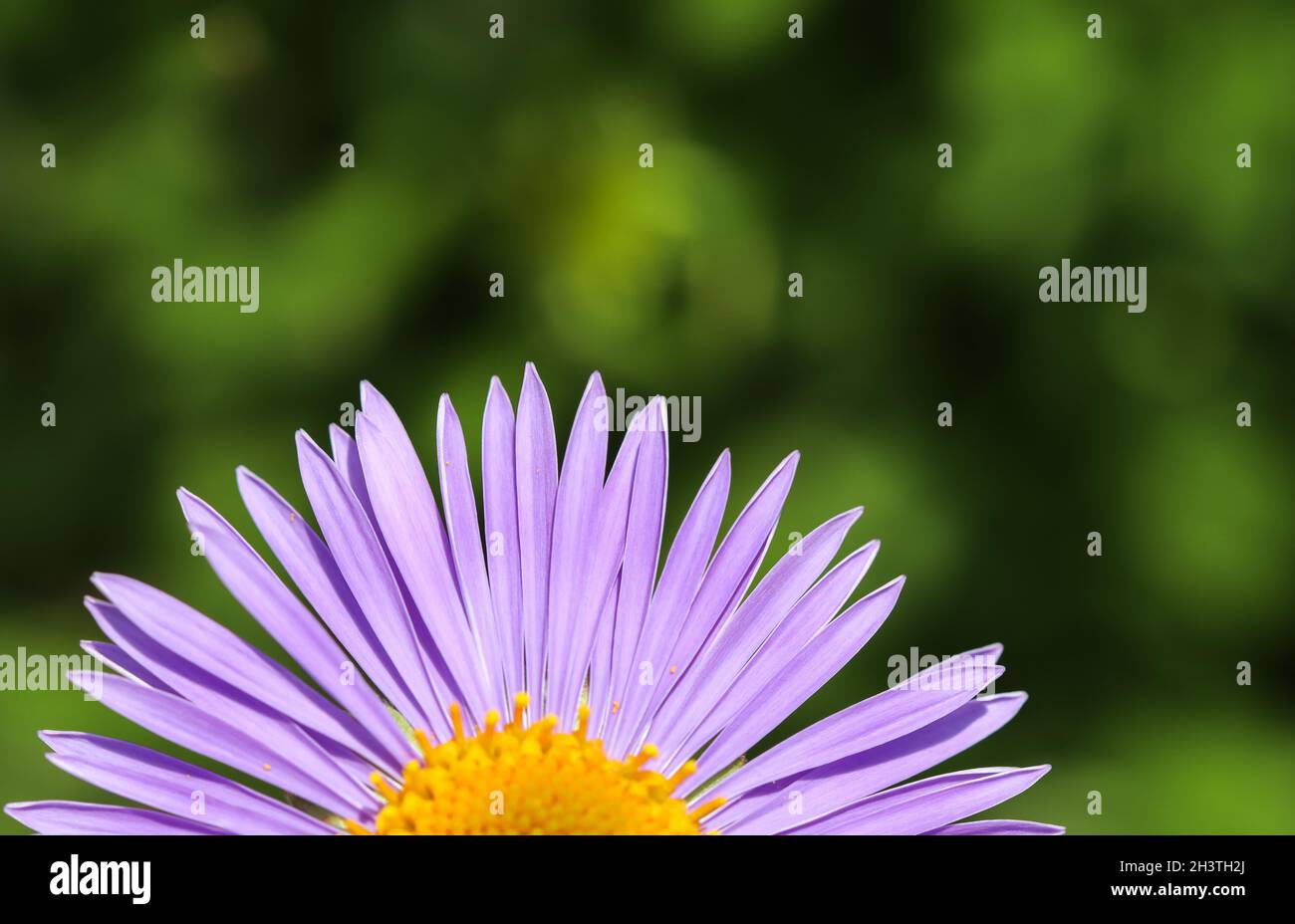 Alpine aster (Aster alpinus). Beautiful purple flowers with an orange ...
