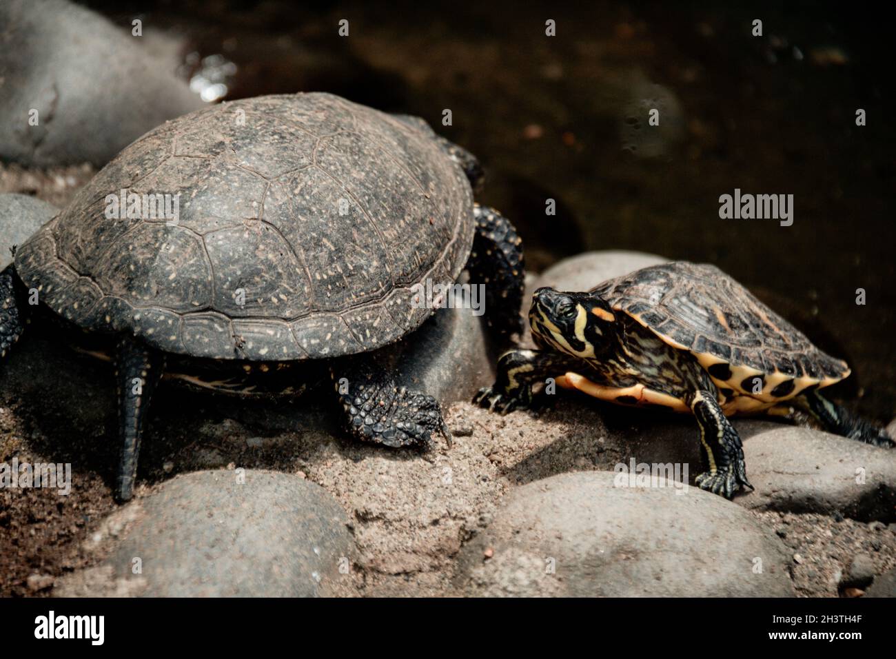 Closeup of a yellow-bellied slider and a turtle outdoors during ...