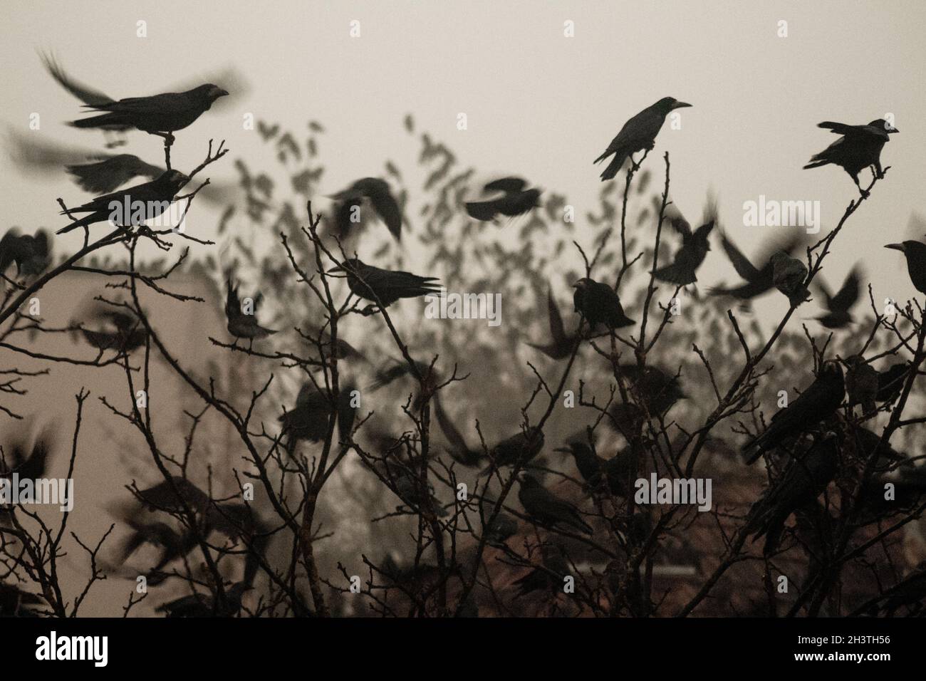 Closeup of crows perched and flying around a dry tree, a spooky evening ...